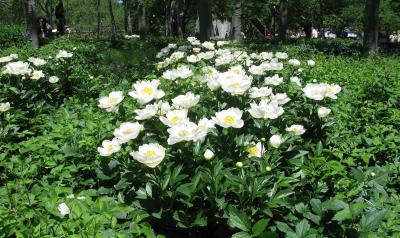 The Battery Plant Database - Chinese peony, Paeonia lactiflora 'Jan van ...