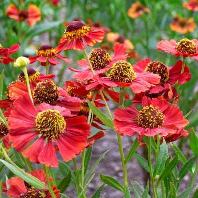 1000+ images about Helenium on Pinterest